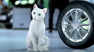 Anniversaire du chat Feu Vert : déjà 20 ans